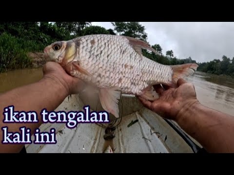 rezeki ikan tengalan dan kenderak pagi ini - YouTube