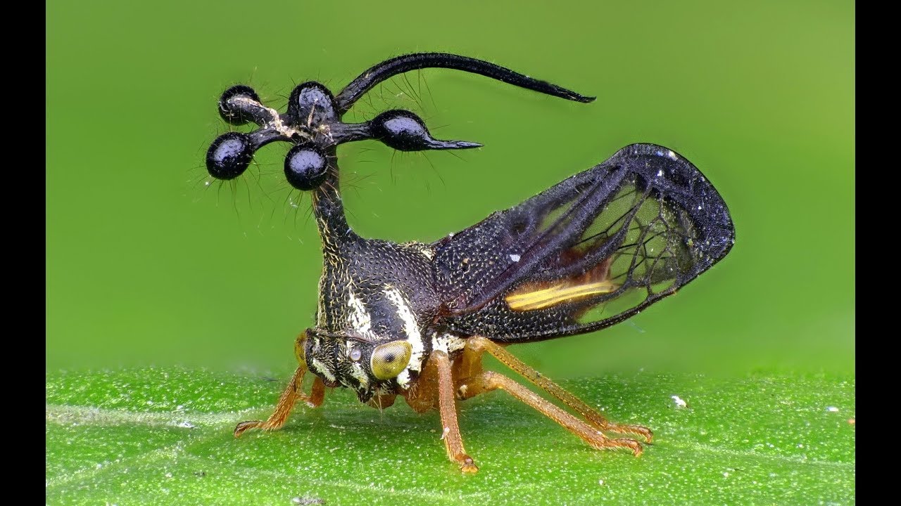 Treehopper Helicopter from Ecuador - YouTube