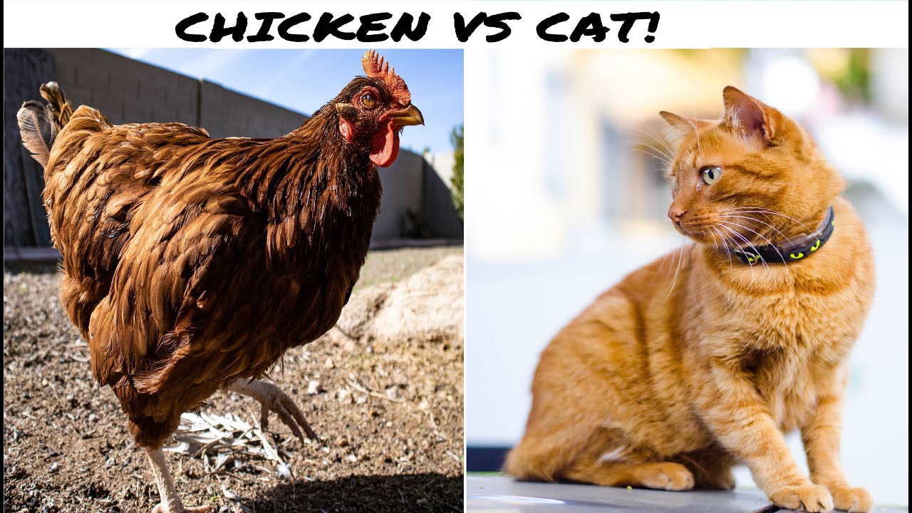 CAT and CHICKEN "FANTASTIC" RELATIONSHIP! 😹|Cat Comics #19 - YouTube