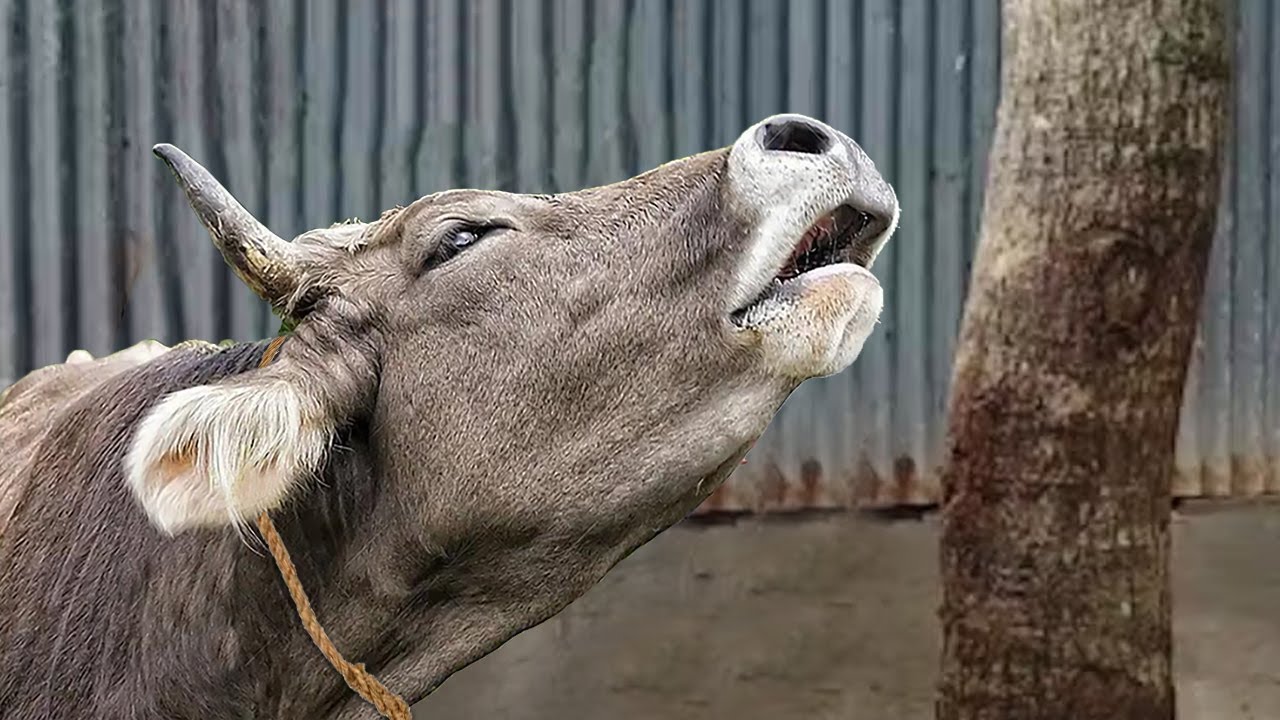 7 Cow Sound, Cow Mooing, Whose Voice Is Good | Cow Sound, Cow Hamba At ...