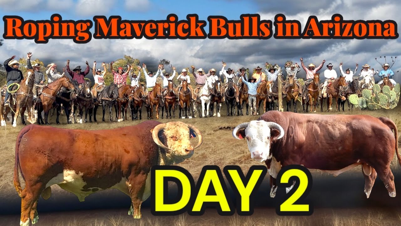 Roping Big Maverick Bulls in Arizona DAY 2 - YouTube