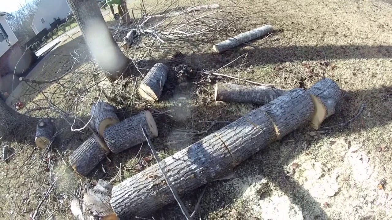 A Double Dose of Poplar Tree Climbing and Felling (Part 1) - 2018 - YouTube