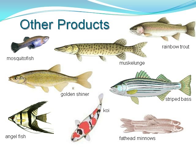 Newest Fish Farms In Usa AMAZING! Ocean Cage Fish Farm Helps Farmers