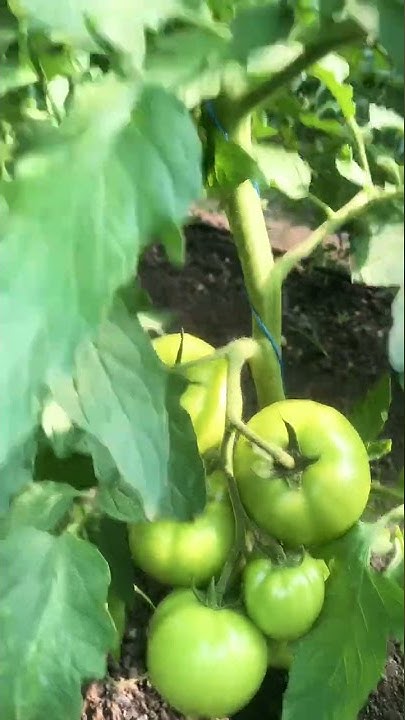 Томат Пинк Хит F1. Yuksel Seeds. розовый помидор 🍅 - YouTube