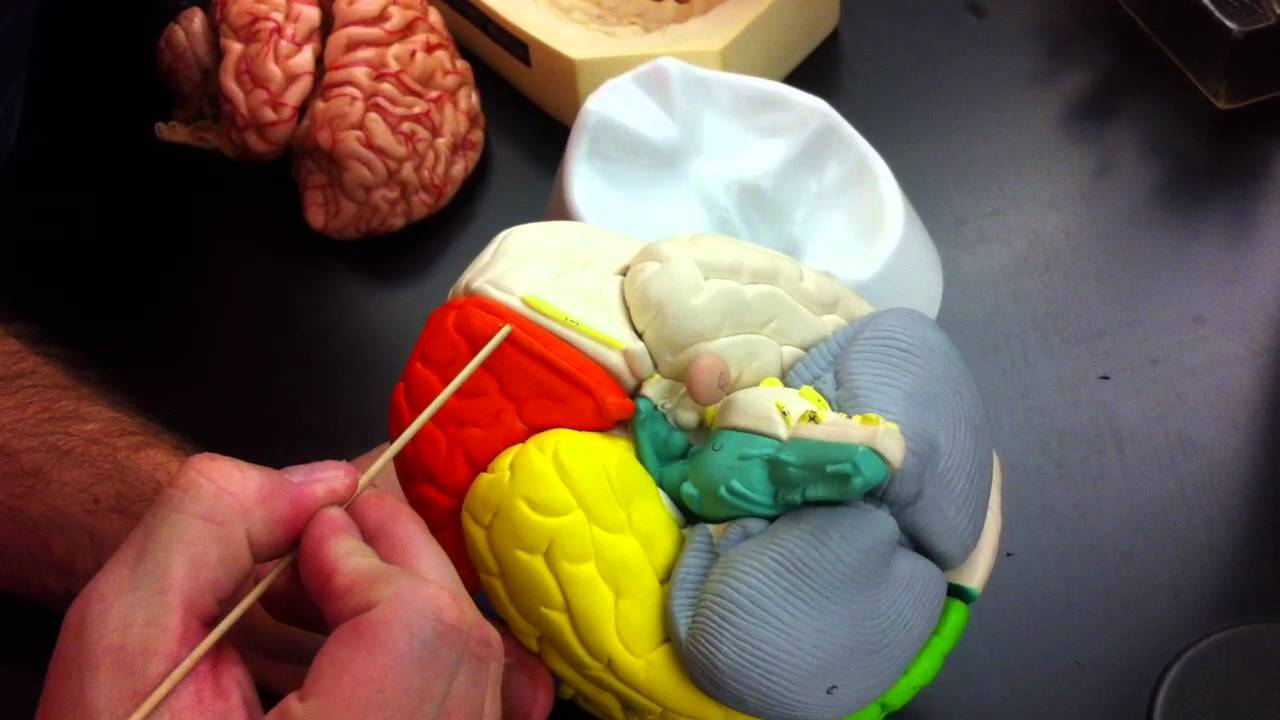 External Features of the Brain - YouTube