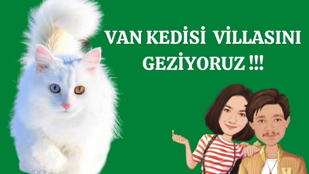 VAN KEDİSİ - VAN CATS - VAN KEDİ VİLLASI '2021' (Türkiye'nin En Nadide ...