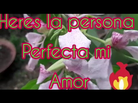Eres la persona perfecta mi amor para mi - YouTube