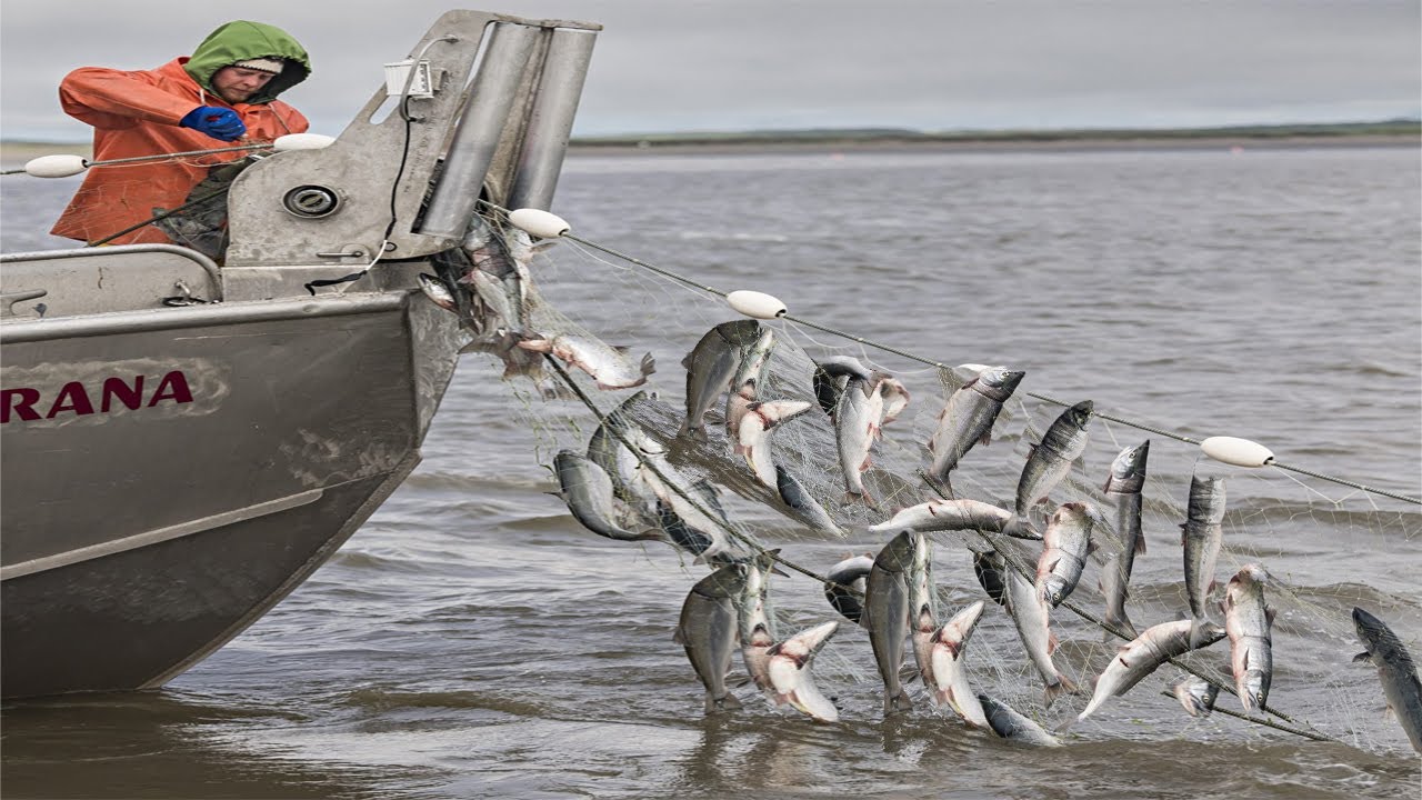 Awesome Automatic Trawl Longline Net Fishing - Catching & Process ...