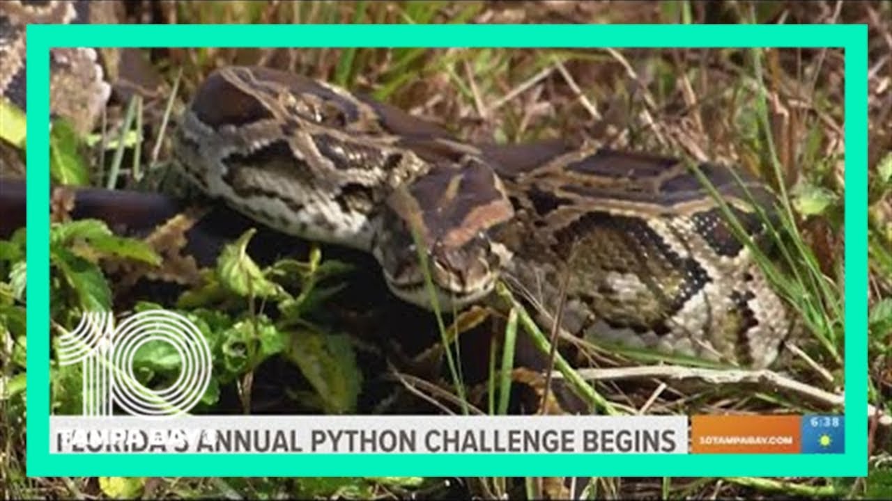 Are you ready? 2022 Florida Python Challenge officially begins Friday ...