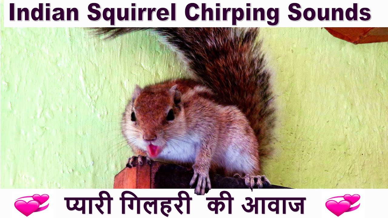 Squirrel Chirping: Goli’s Cute Voice | गिलहरी की आवाज | Indian Squirrel ...