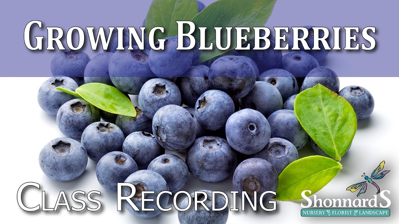 All About Blueberries - Class Recording 2024 - YouTube
