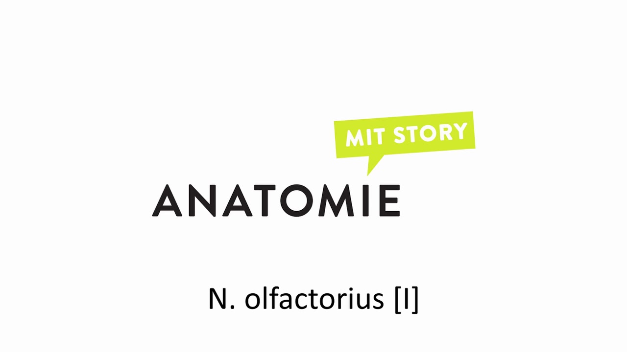 Anatomie mit Story - Teil 4: N. olfactorius [I] - anatomiemitstory.de ...