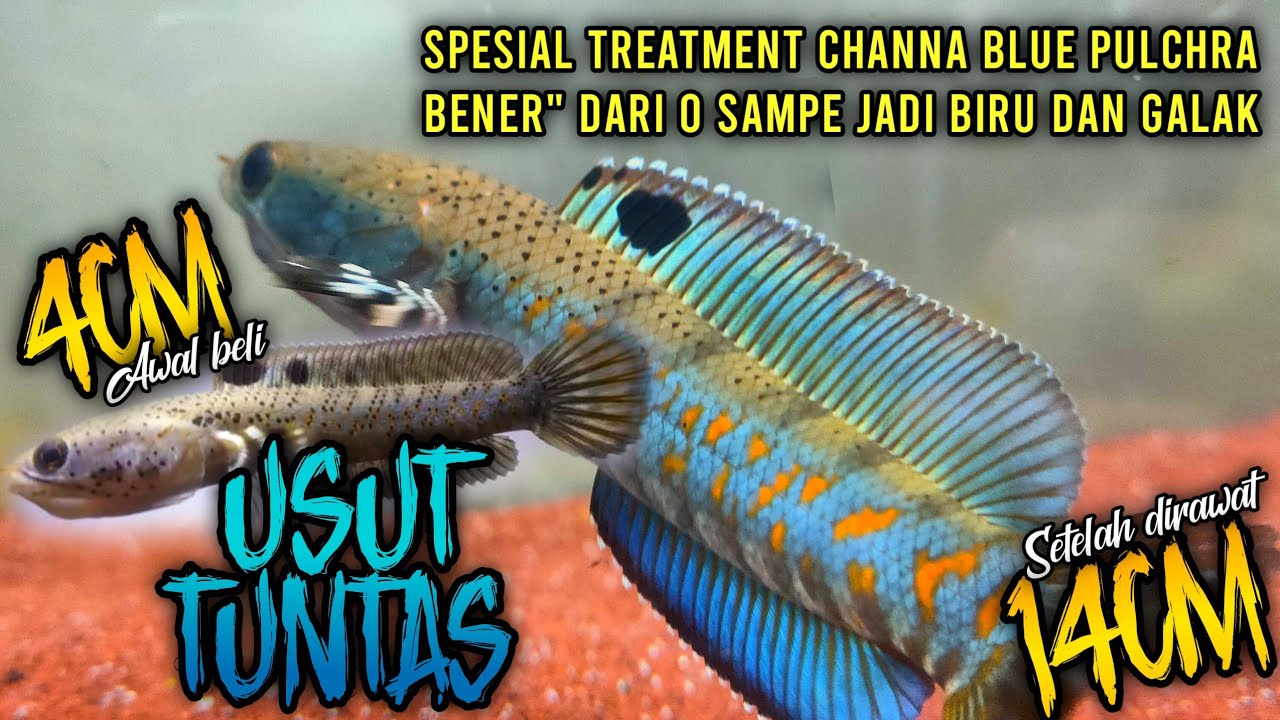 Treatment channa blue pulchra 4 cm sampai jadi biru - YouTube