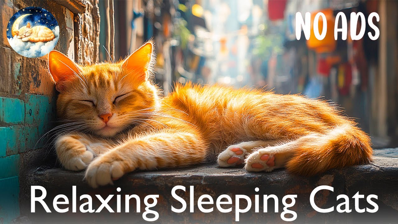 3 Minutes of Sleeping Cat 💤 Calming Night Sounds And Relaxing Music To ...