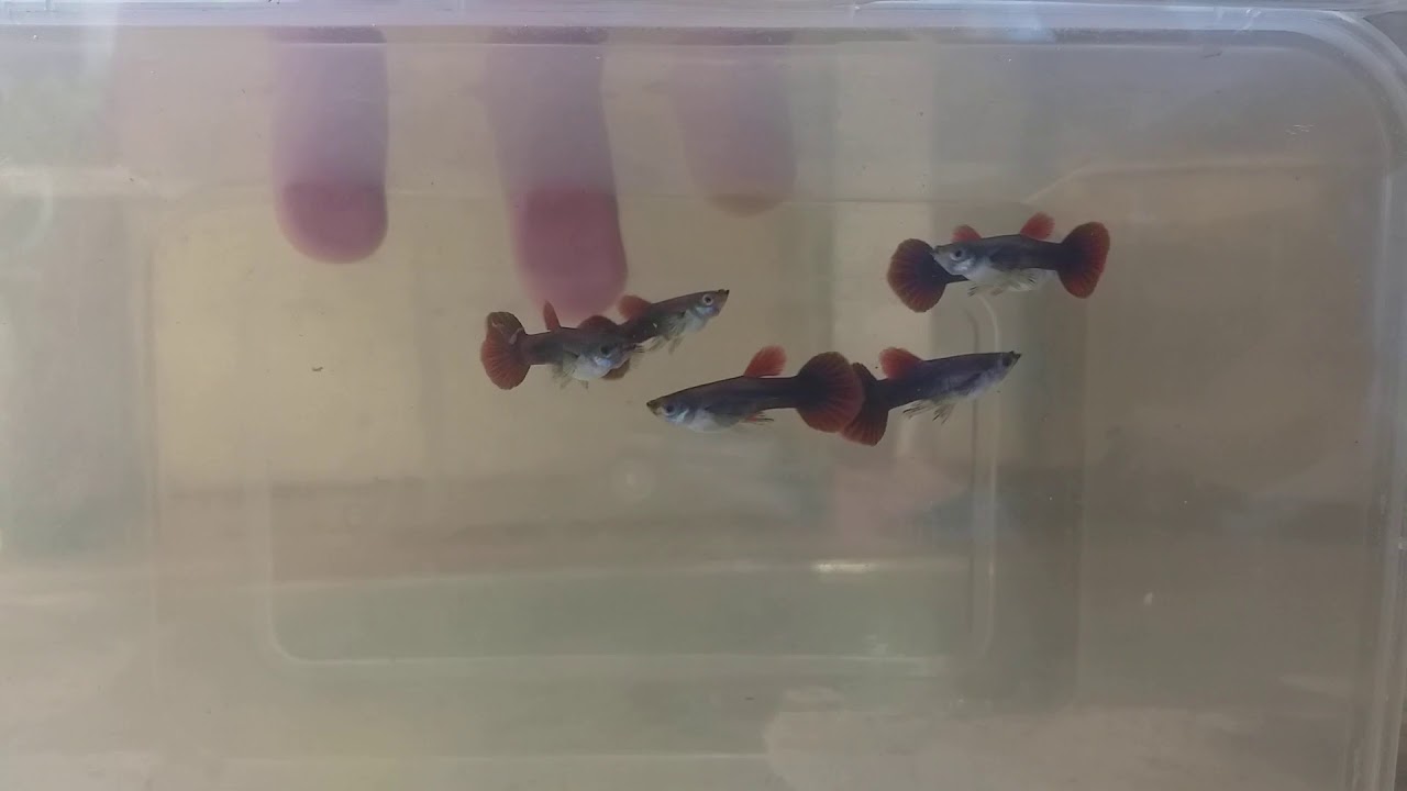 2 Months Old HB Red Rosetail. - YouTube
