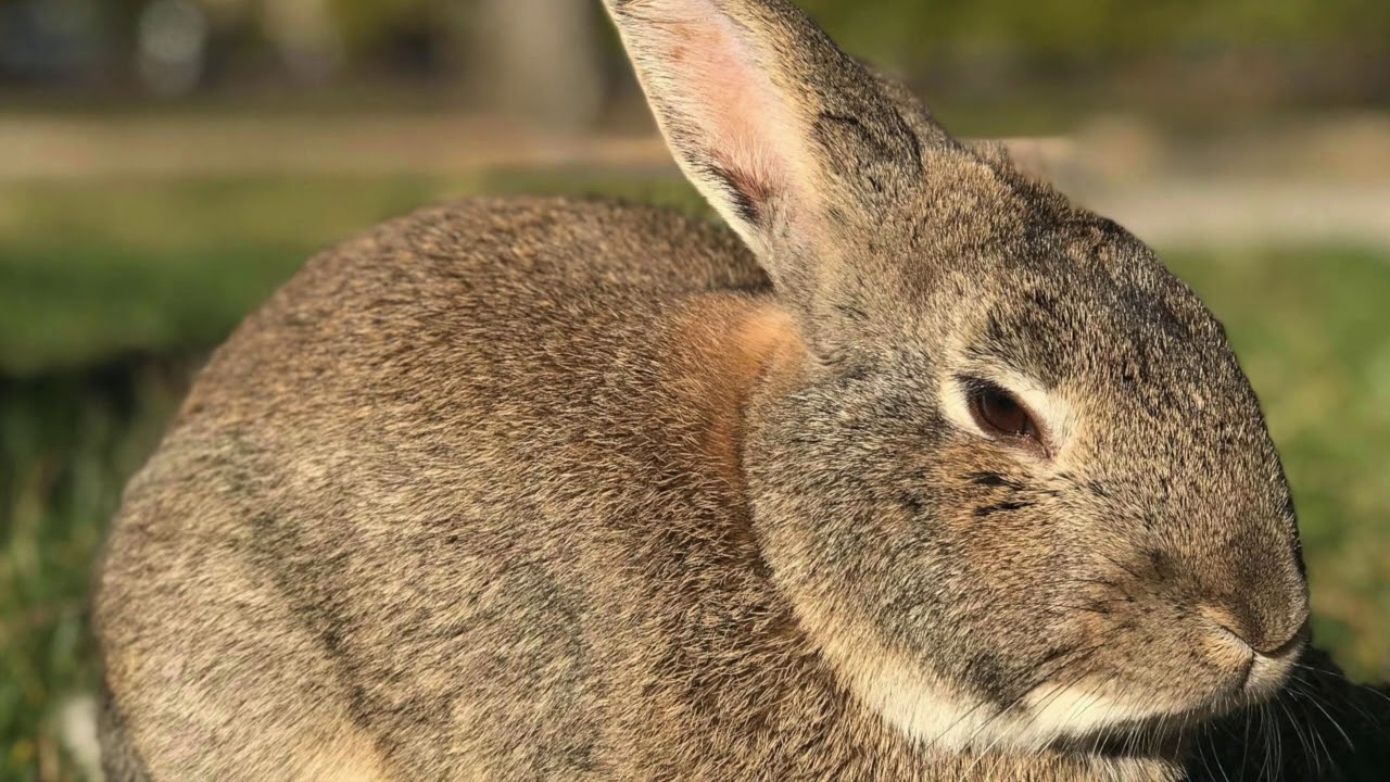 Willy The Rabbit, By Peter Baron A Children's Song - YouTube