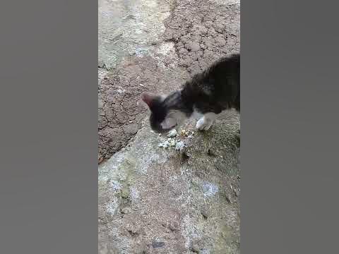 kucing kurus makan#shorts - YouTube