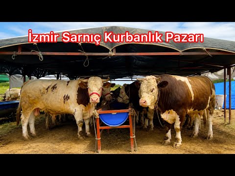 İzmir Sarnıç Kurbanlık Pazarı 2026 | Pazarın Son Durumu | Bu Pazarda Dev Gibi Tosunlar Var 