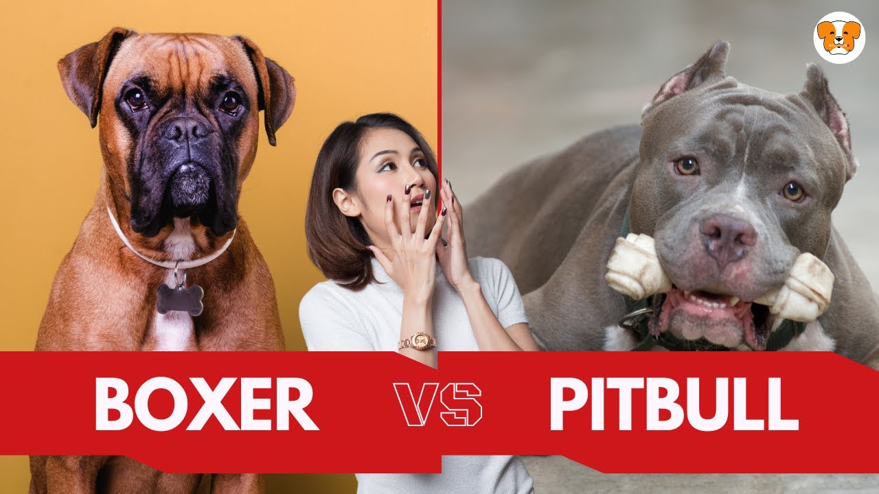 Boxer vs Pitbull choosing time (Pick Your Side!) - YouTube
