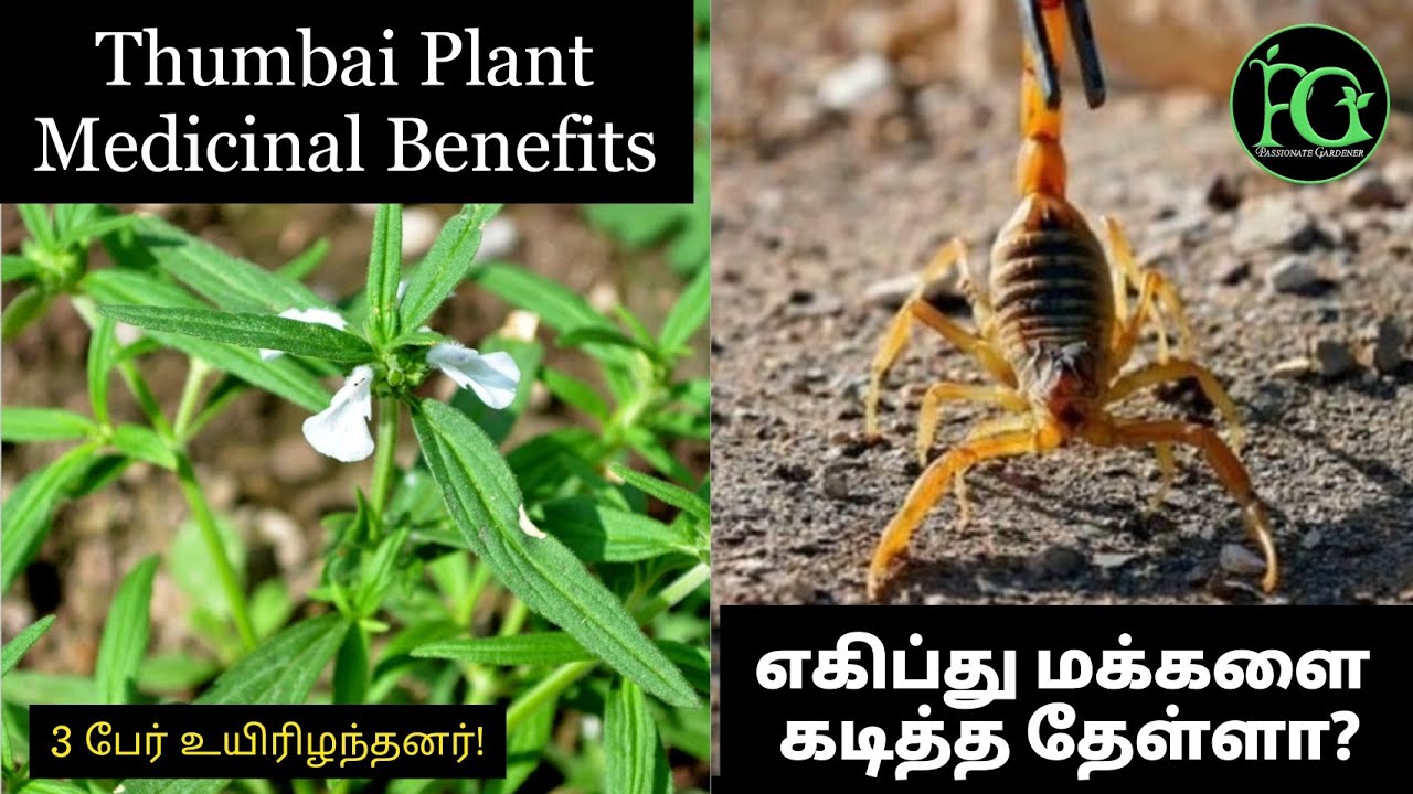 Thumbai Plant Medicinal Benefits || எகிப்து மக்களை கடித்த தேள்ளா? || # ...
