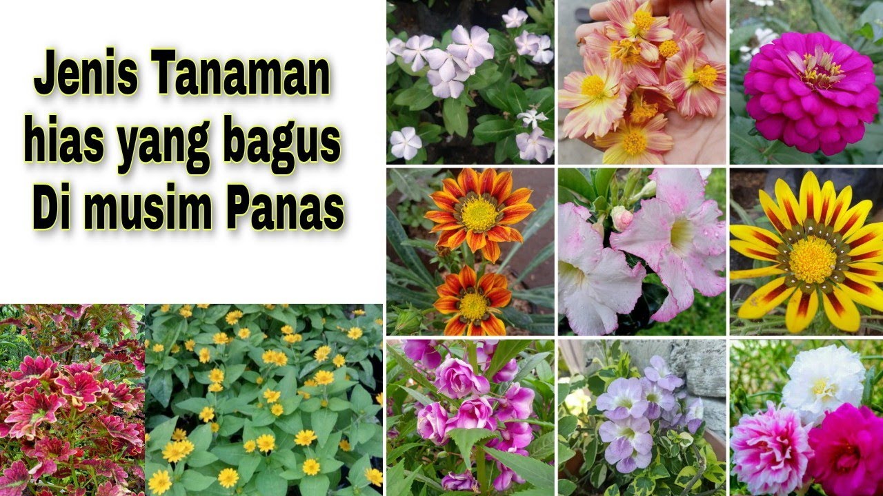 JENIS TANAMAN HIAS YANG BAGUS DI MUSIM PANAS - YouTube
