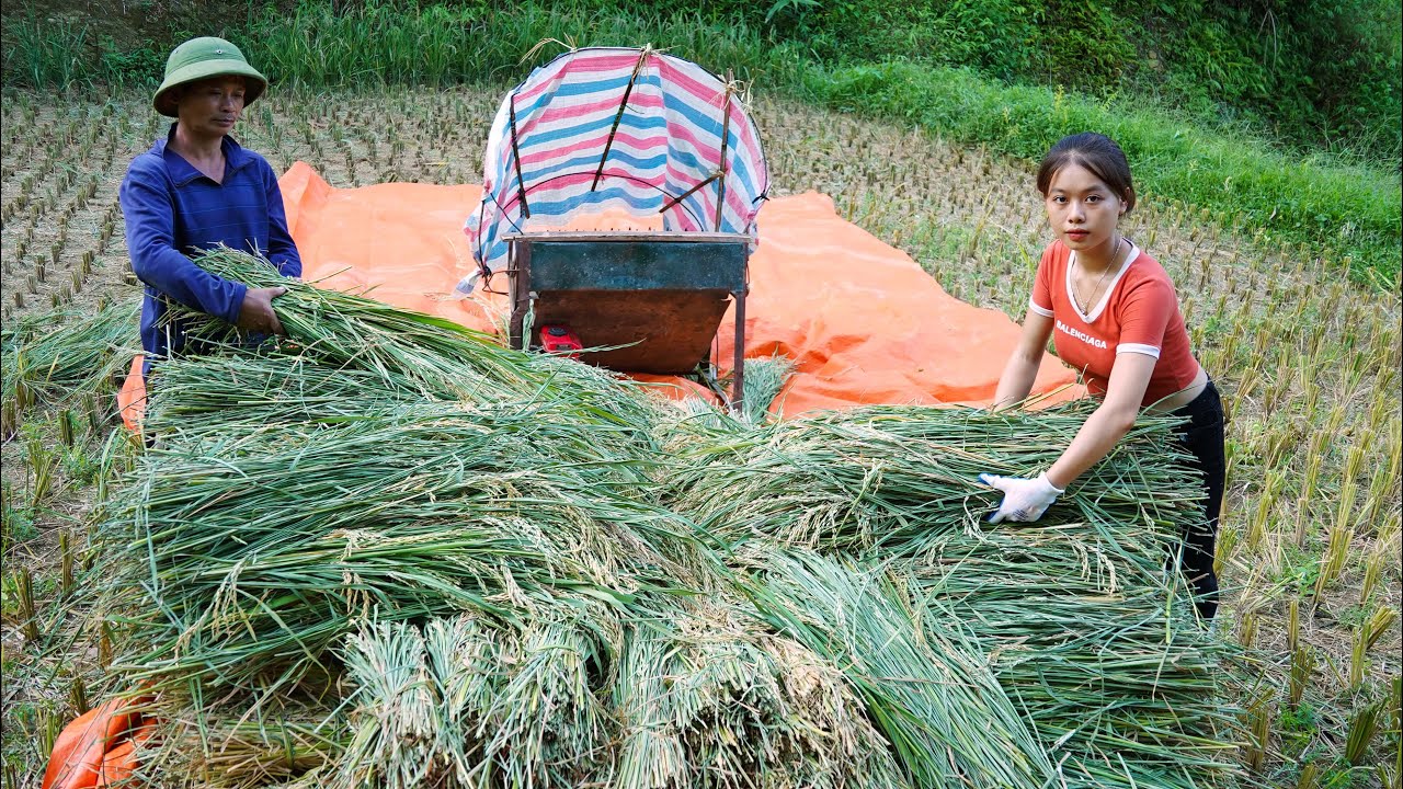 Mastering Rice Harvesting: Mini Threshing Machine Revealed - YouTube