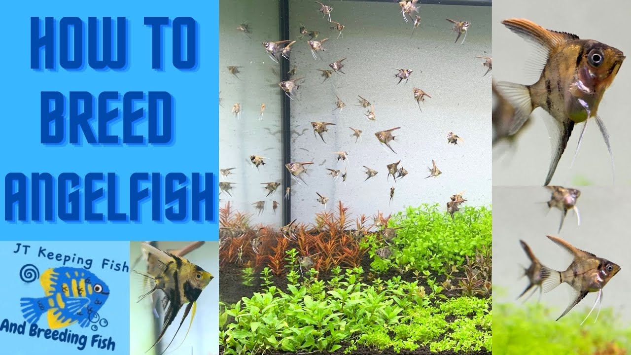 How To Breed Angelfish?! // Full Development From Egg To Juvenile ...