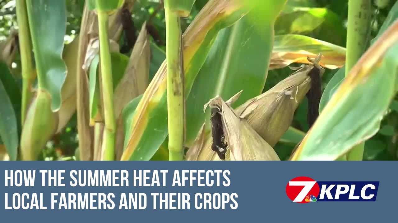 How the summer heat affects local farmers and their crops - YouTube