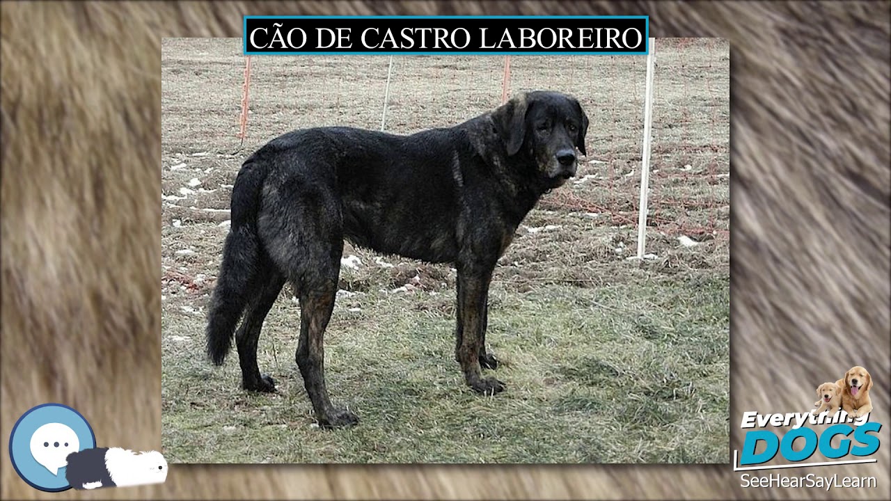 Cão de Castro Laboreiro 🐶🐾 Everything Dog Breeds 🐾🐶 - YouTube