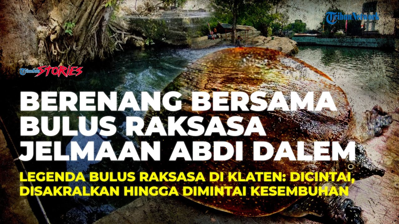 Legenda Bulus Raksasa Jelmaan Abdi Dalem di Klaten: Dicintai ...