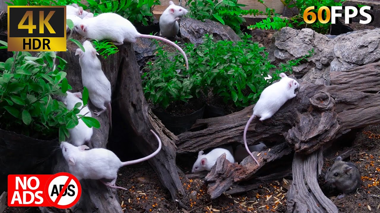 [NO ADS] Cat TV Mice: Playful Mice in a Quiet Clearing - YouTube