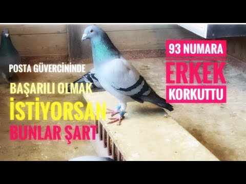 Posta güvercini nde başarılı olmak istiyorsan bunlar şart 93 numaralı erkek bugün bizi korkuttu