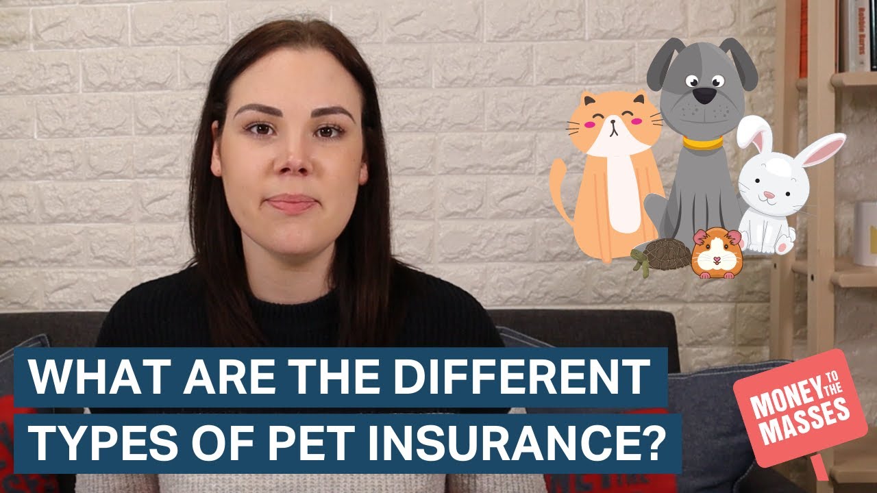 What are the different types of pet insurance? - YouTube