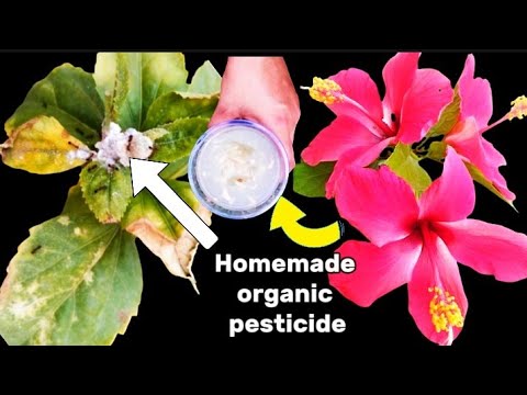 Easiest way to control Aphids/Mealybugs/White insects on Hibiscus using ...