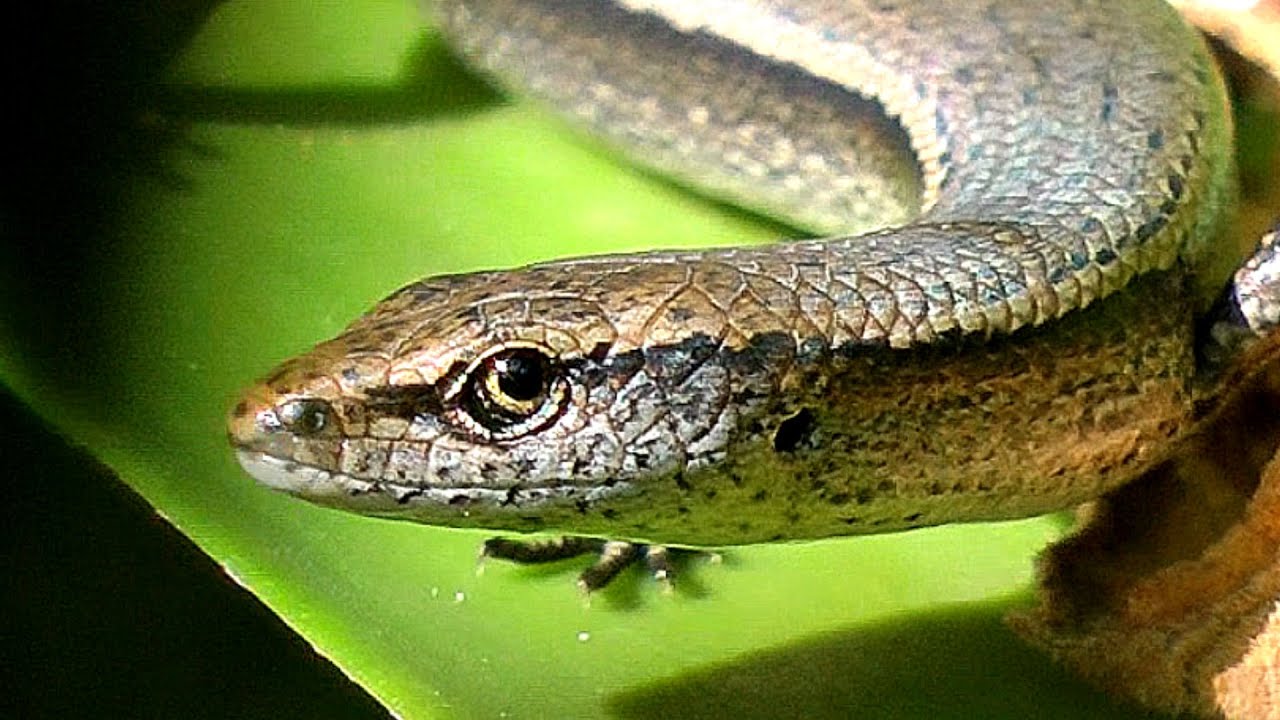 Australian Common Garden Skink on Bromeliad leaf - YouTube