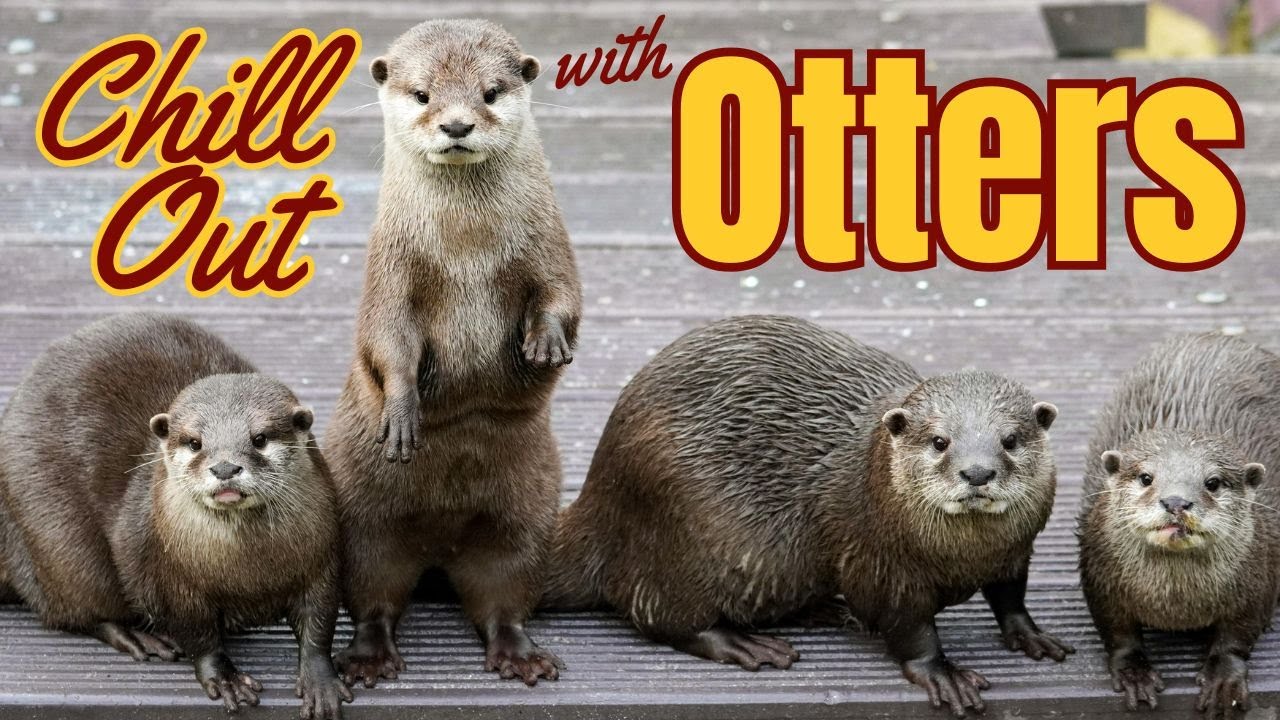 Chill Out with Otters 🦦 | ASMR - 25+ Minutes of Adorable Otter Fun ...