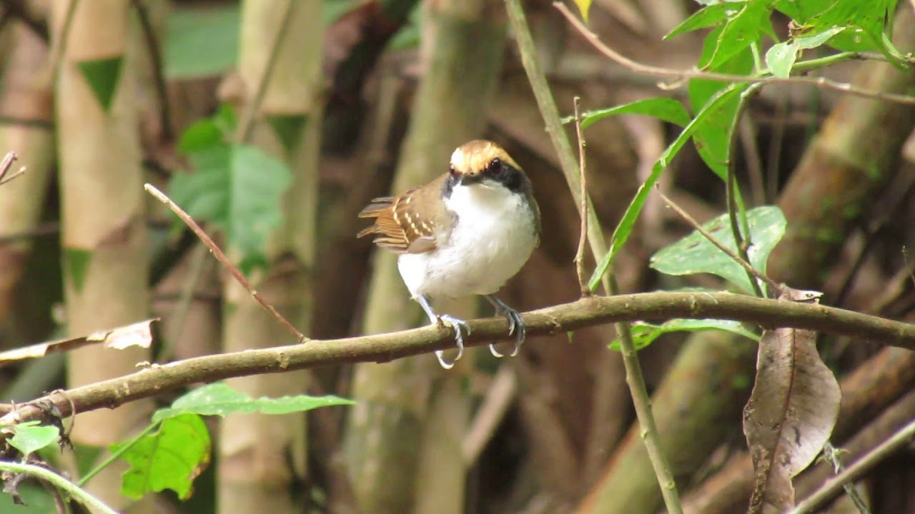 Female White browed Antbird Manu Wildlife Centre August 2018 BIKING ...