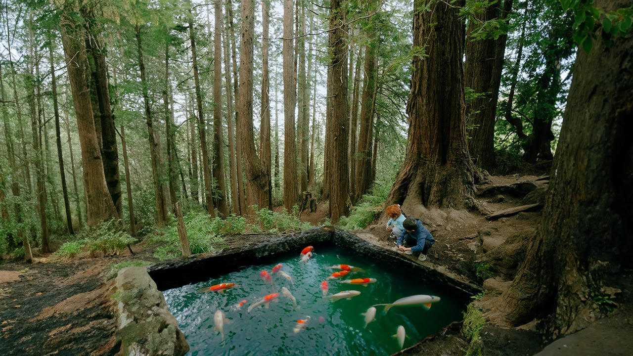 koi fish pond in the middle of the woods (Santa Cruz) - YouTube