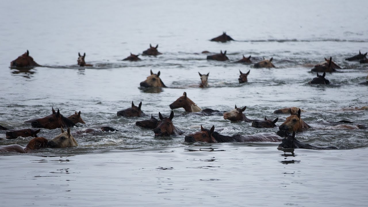 93rd Annual Chincoteague Pony Swim - YouTube
