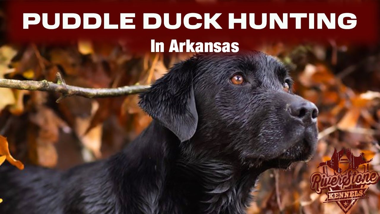 Puddle Ducks! Arkansas Waterfowl Hunting - YouTube