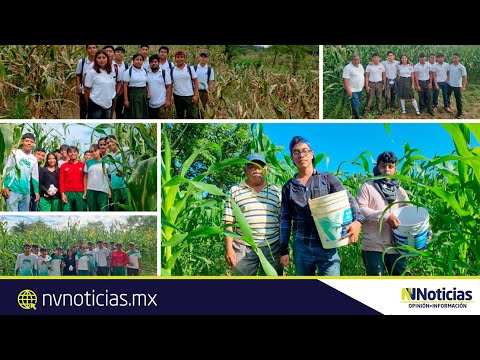#ConexióNV |Día nacional del maíz en el CBTA 16 de Tuxtepec, Oaxaca ...