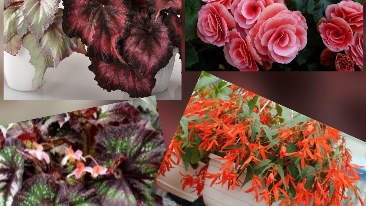 BEGONIJA JE BILJKA ZA SVE PROSTORE.EVO ŠTA MORATE DA ZNATE DA BISTE ...