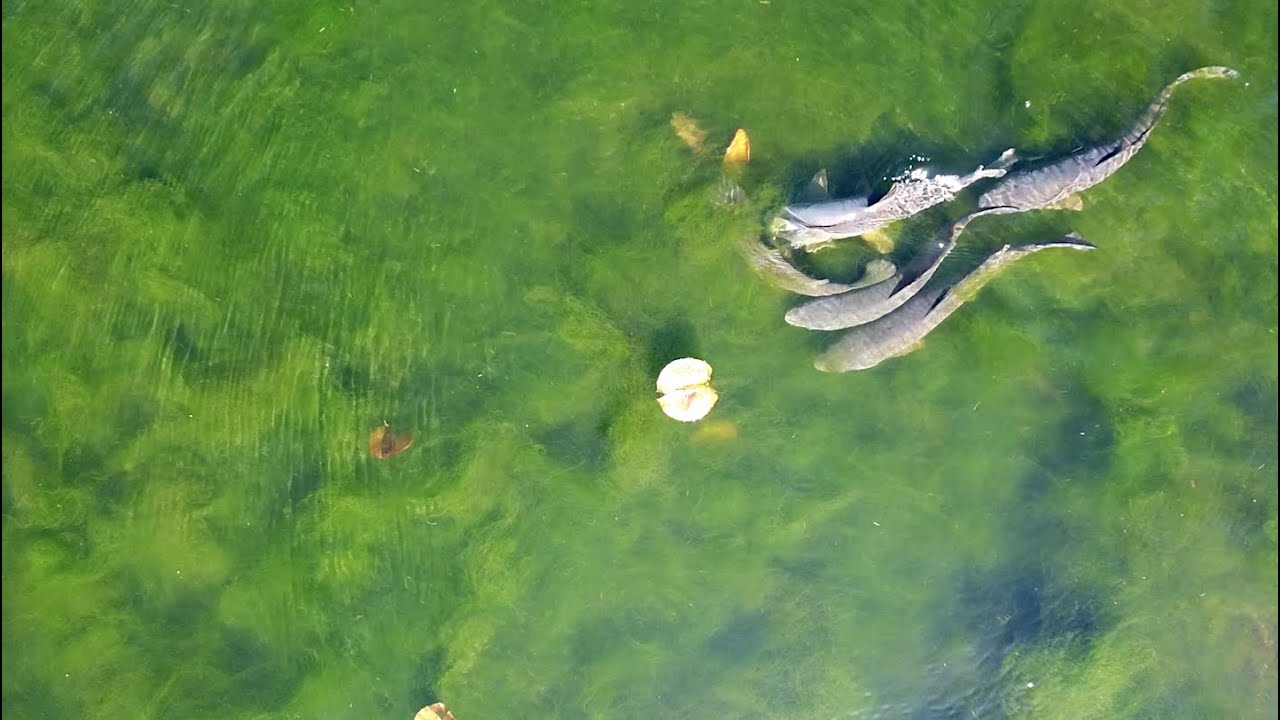 Massive carp spawning: Drone over the Alton Millpond - YouTube