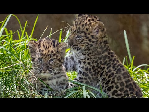 Endangered Amur Leopard Cubs Pounce and Play