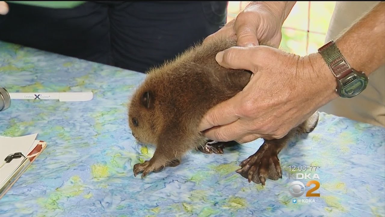 Pittsburgh Zoo Welcomes Six Beaver Kits - YouTube