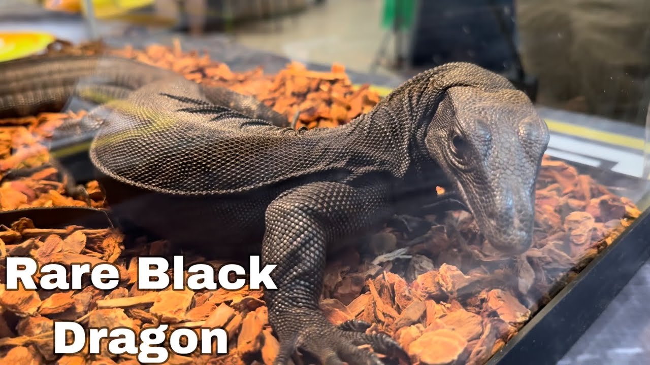 I went to the Biggest Reptile Show in Miami! And Found Some Rare ...