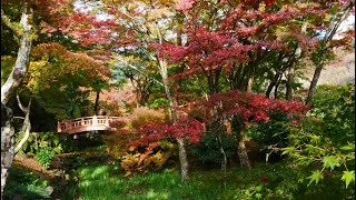[4K] Atami Plum Garden 熱海梅園 in Autumn
