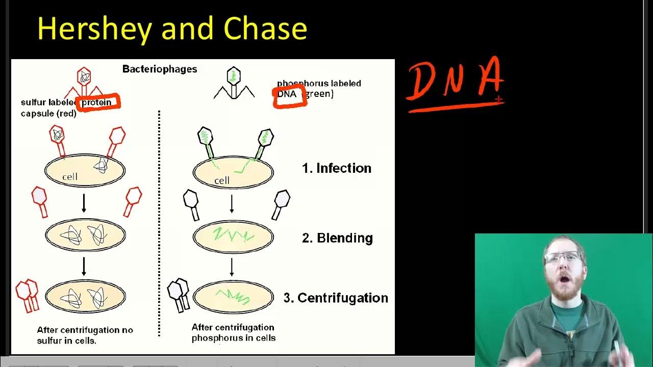 AP Bio: Molecular Genetics - Part 1 - YouTube