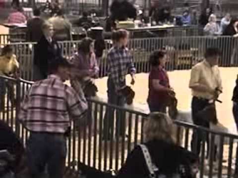 How to Show a Goat - YouTube