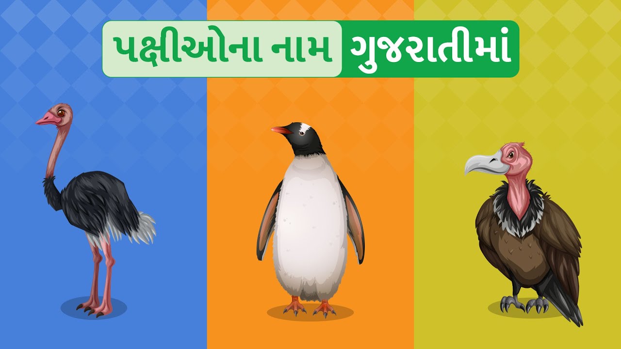 Learning 25 Birds in Gujarati (બાળકો માટે ગુજરાતીમાં પક્ષીઓના નામ ...